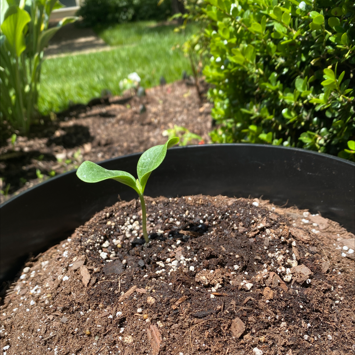 Best Soil for Summer Squash