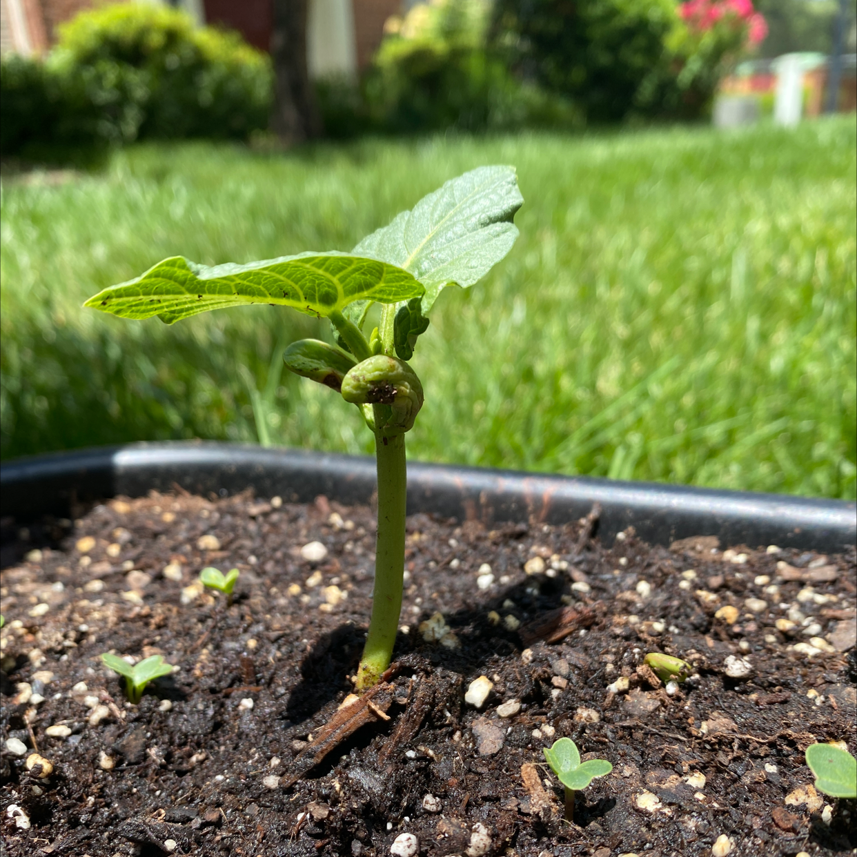 How to Prune Common Bean