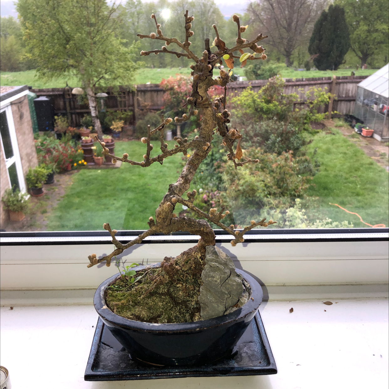 Black Spots on My Chinese Elm Leaves