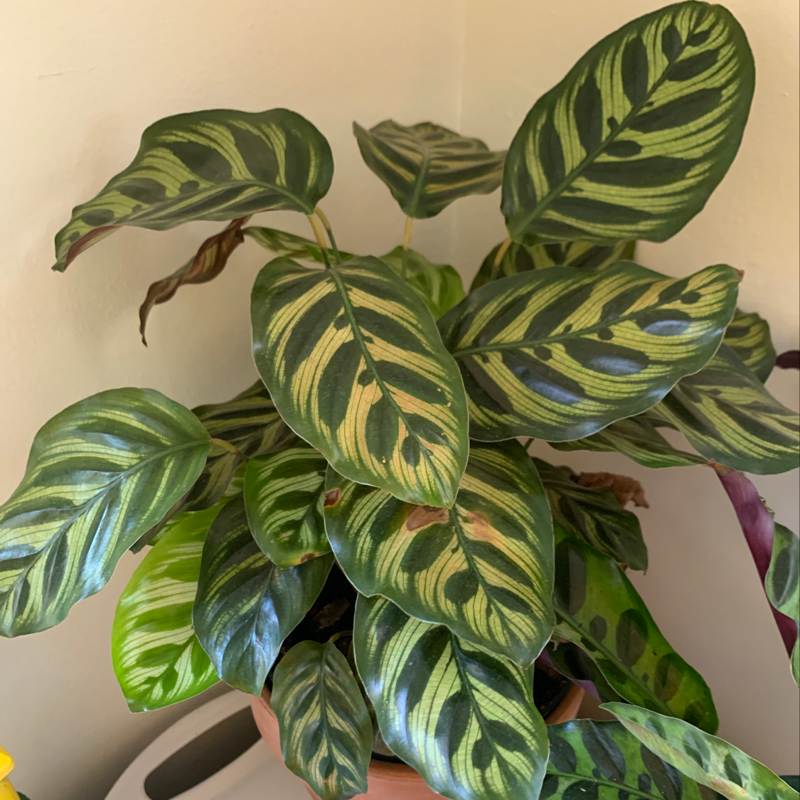 Why Are There Brown Spots on My Cathedral Windows?