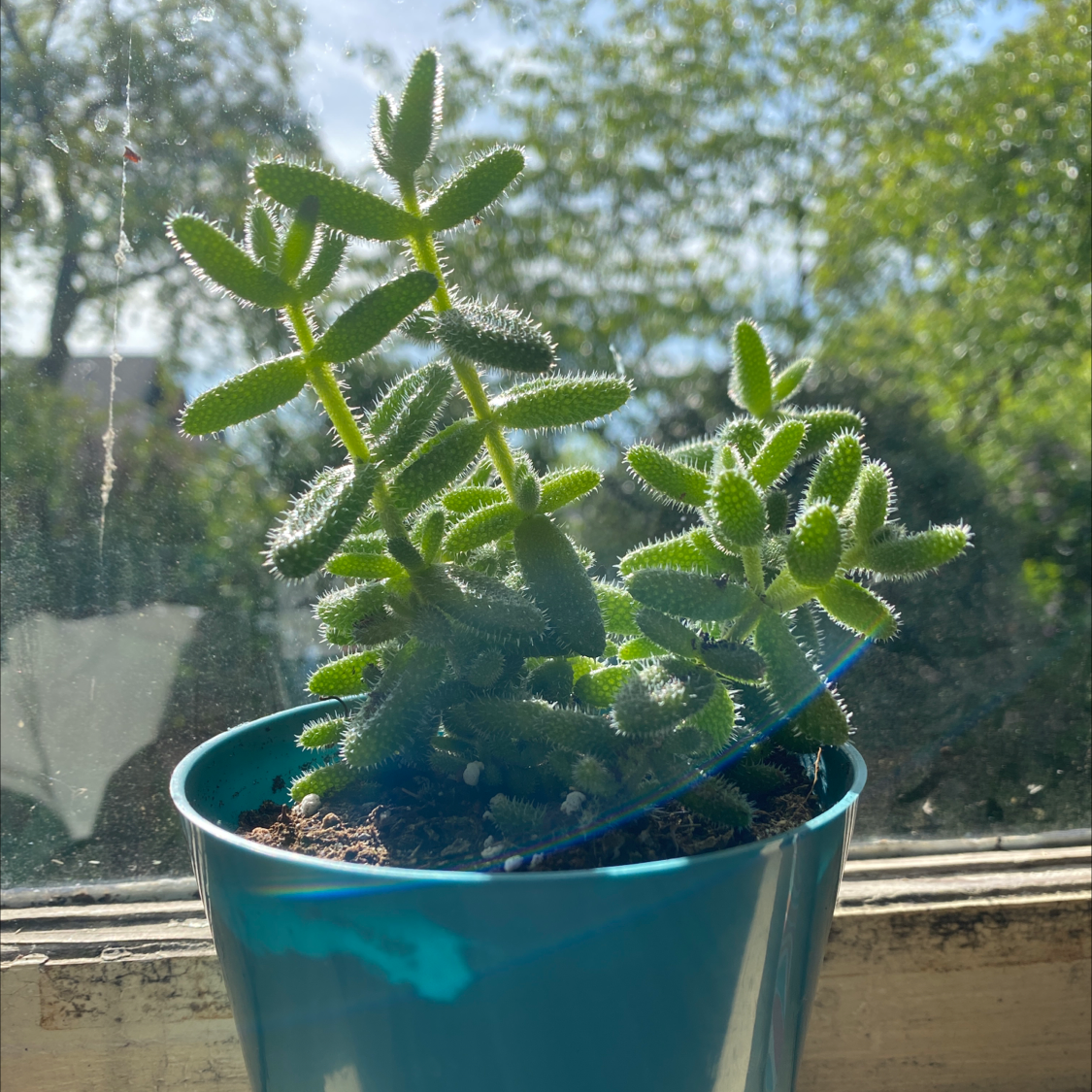 What Are The Bugs on My Pickle Plant? 🐛