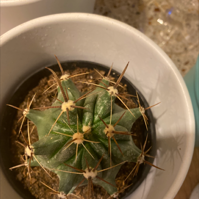 Texas Barrel Cactus Fertilizer: How and When to Use It