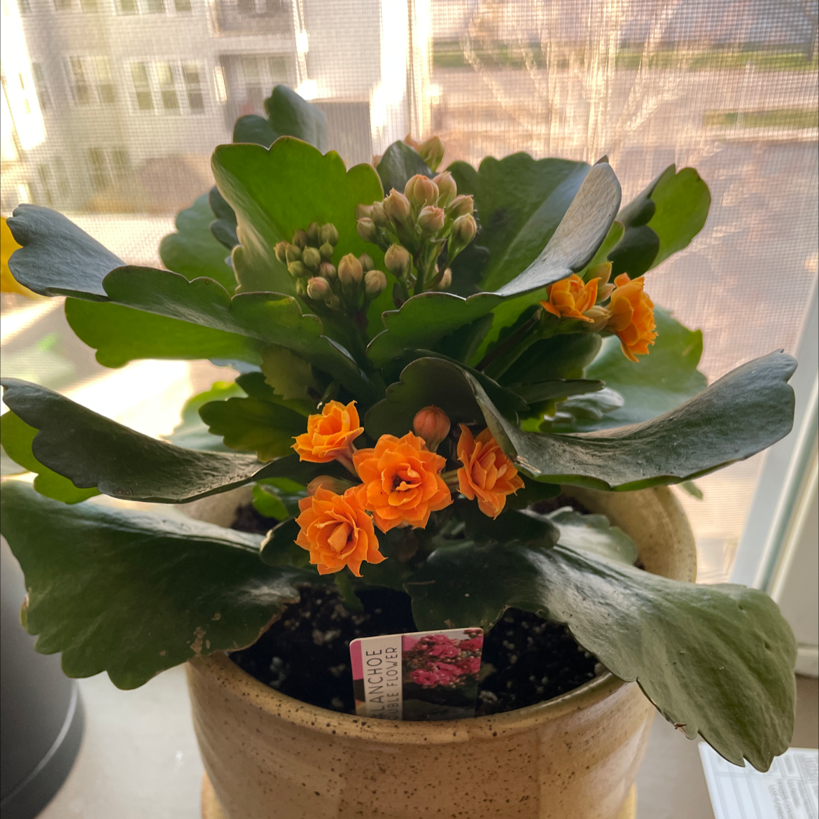 How To Know When To Repot A Florist Kalanchoe?