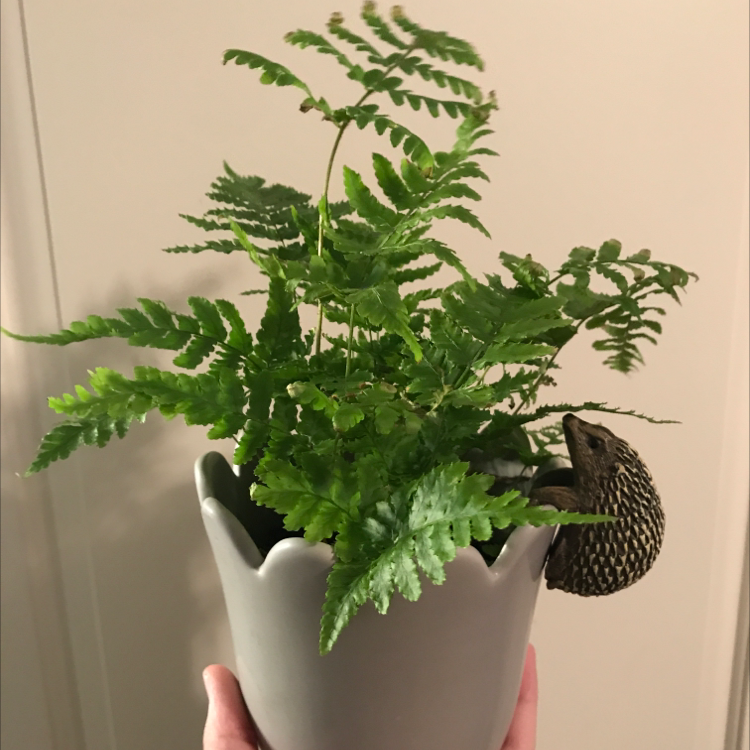 Year-Round Light Requirements For Your Leatherleaf Fern