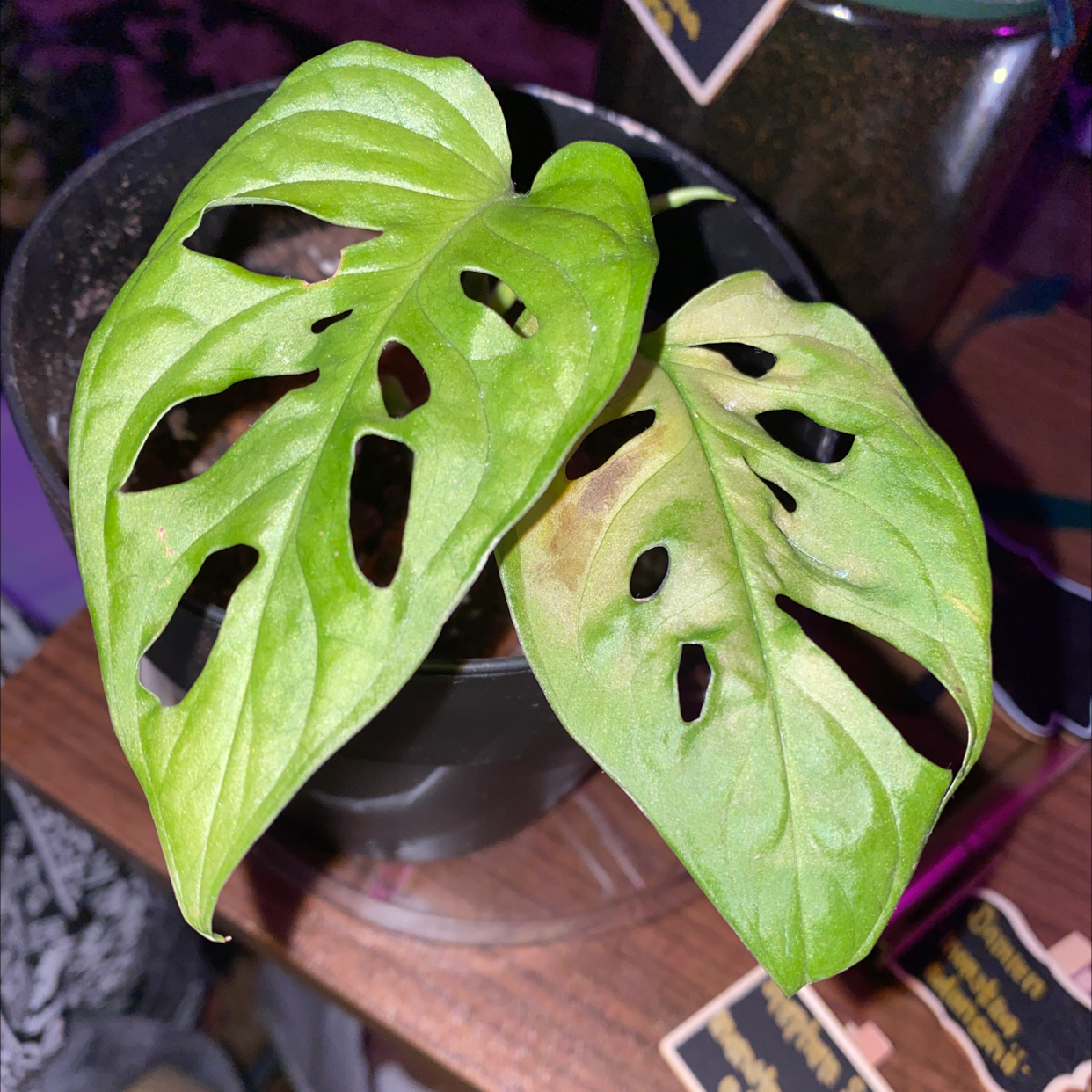 Why Are There Brown Spots On My Window Leaf Leaves?