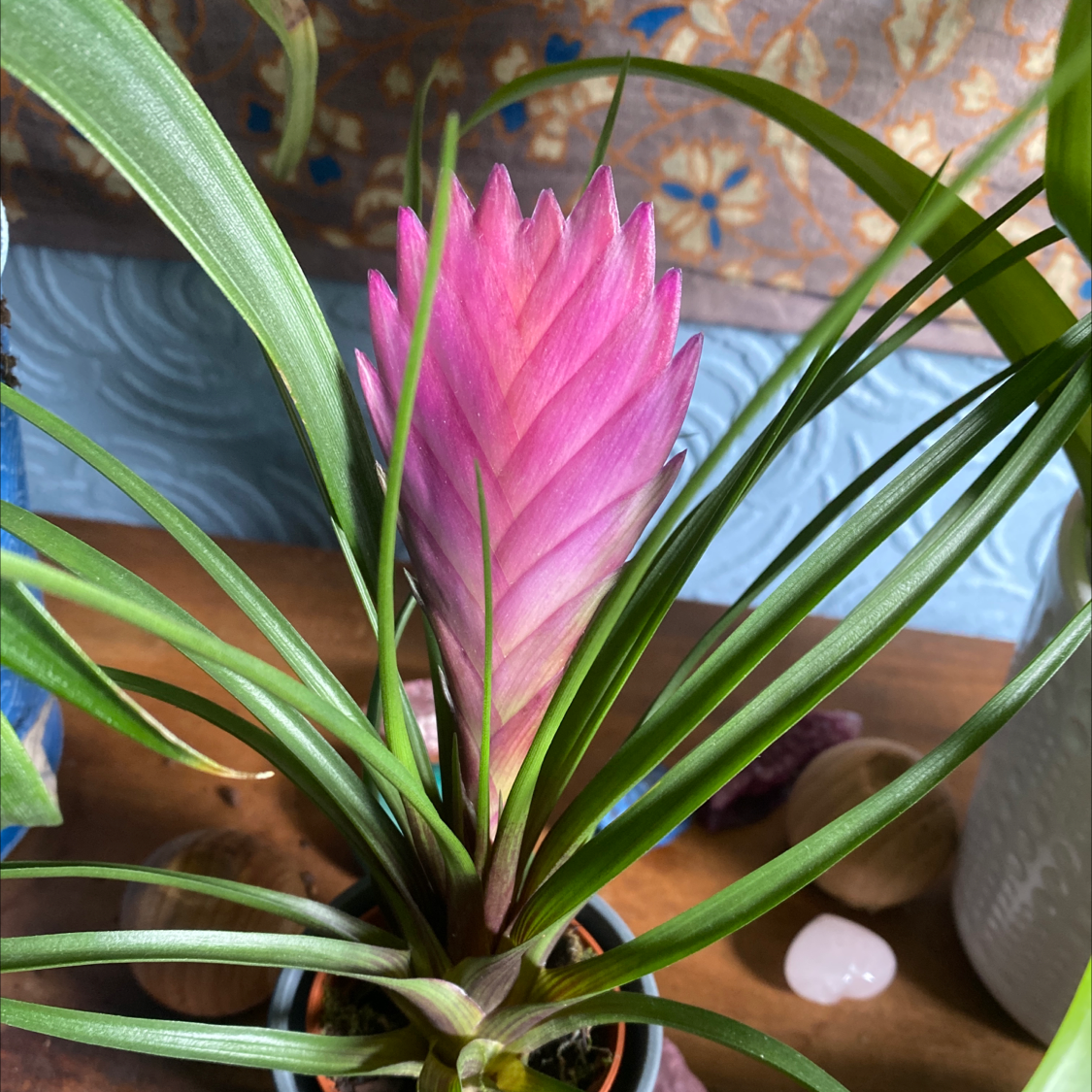 Fertilizing My Pink Quill Plant to Double Its Growth