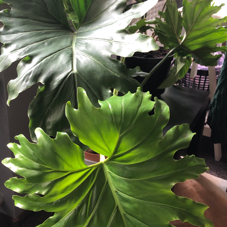 Propagating My Philodendron 'Hope': Step-by-Step Guide