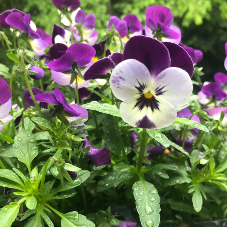 Wild Pansy Is Not Toxic To Dogs 🐶