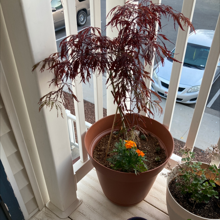 Best Potting Soil Mix for Japanese Maple