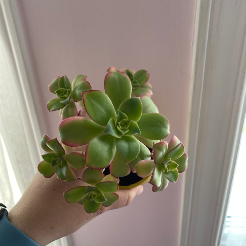 How Do I Cure aeonium percarneum root rot?