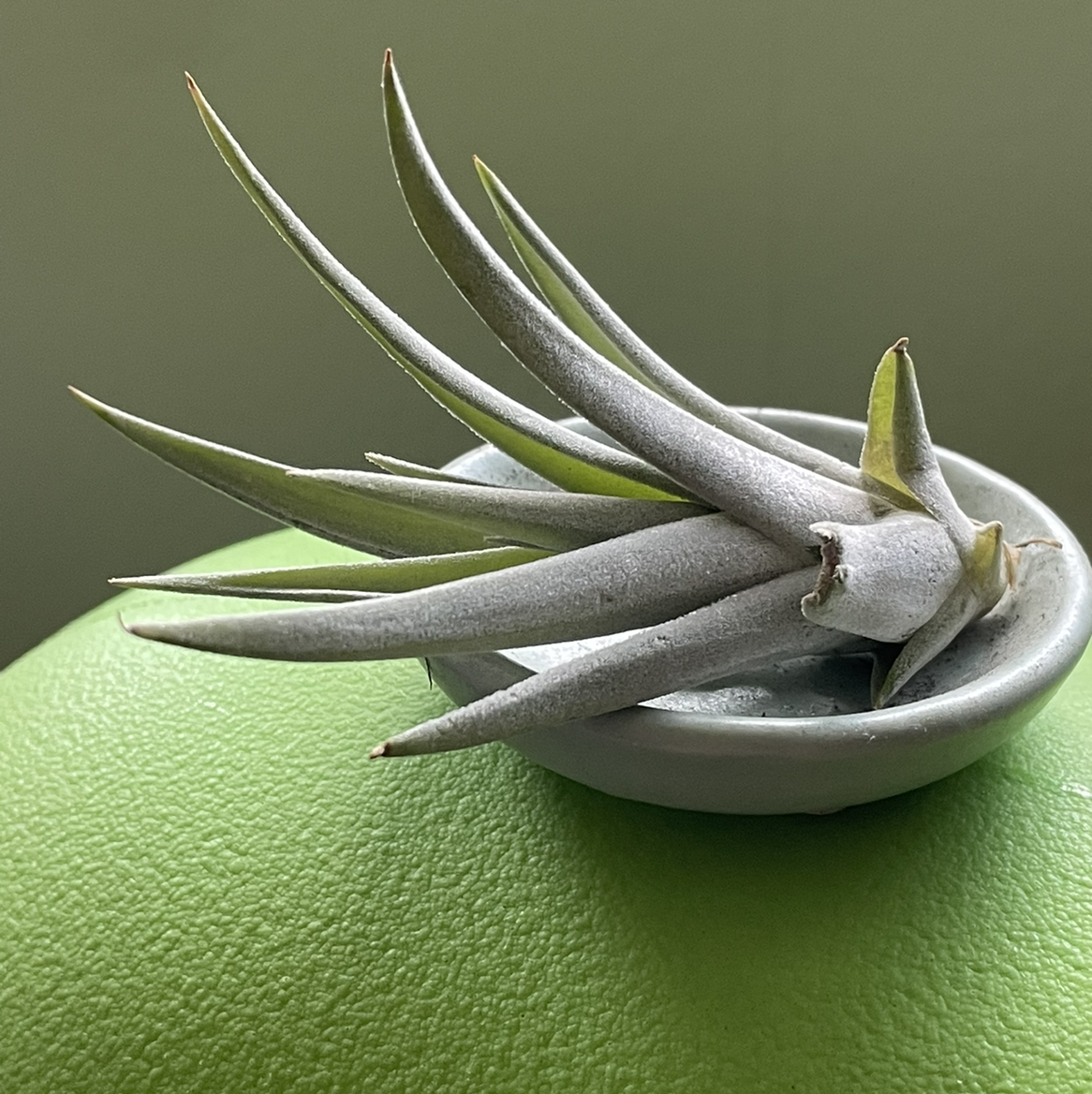 Propagating Your Tillandsia harrisii: Step-by-Step Guide