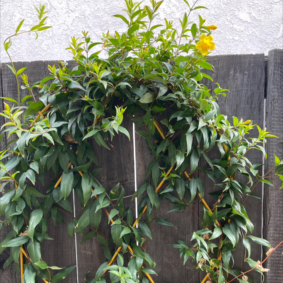 Symbolism and Benefits of the Carolina Jessamine
