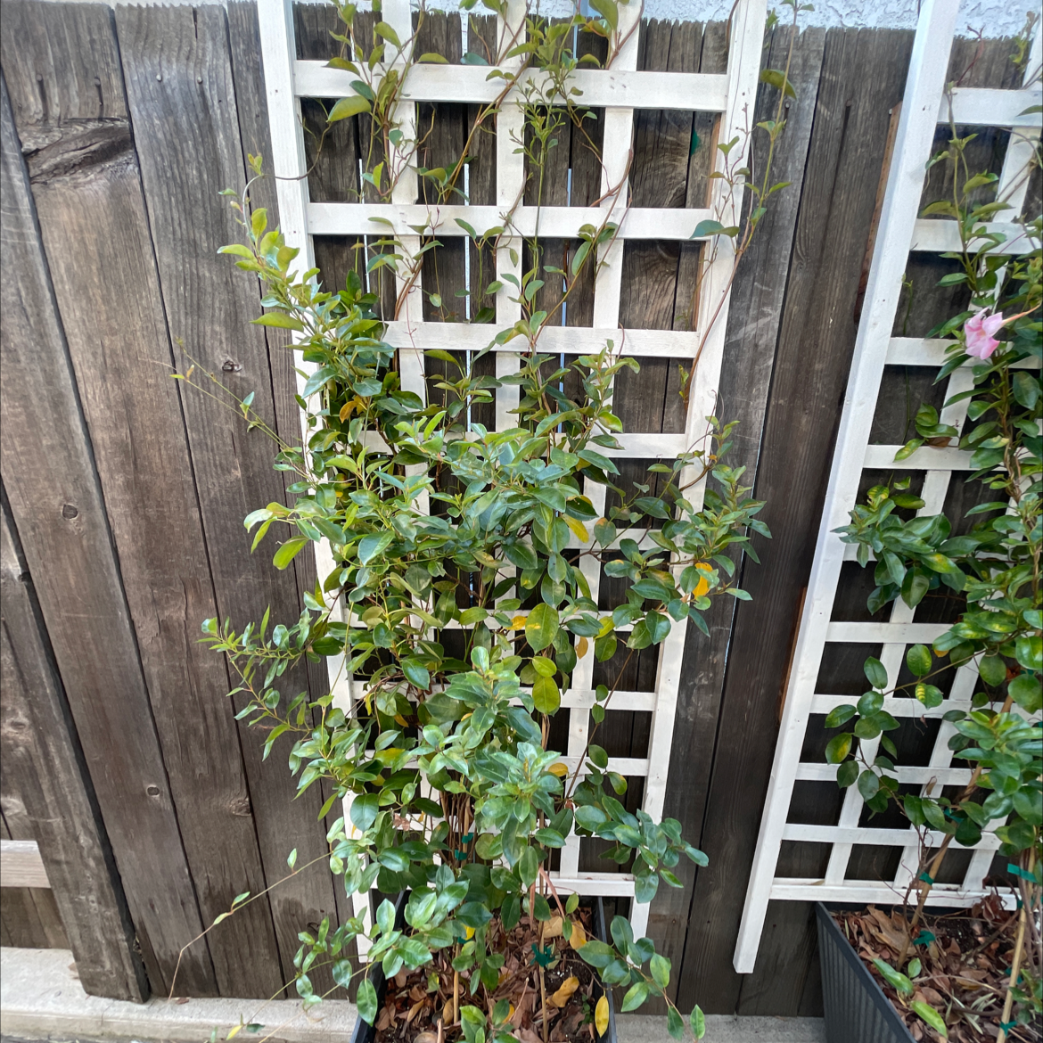 ️ How Do I Propagate My Brazilian Jasmine?