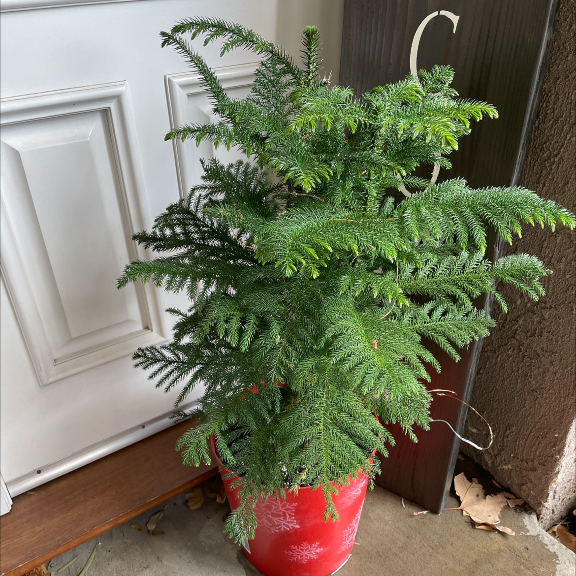 How To Prune Norfolk Island Pine