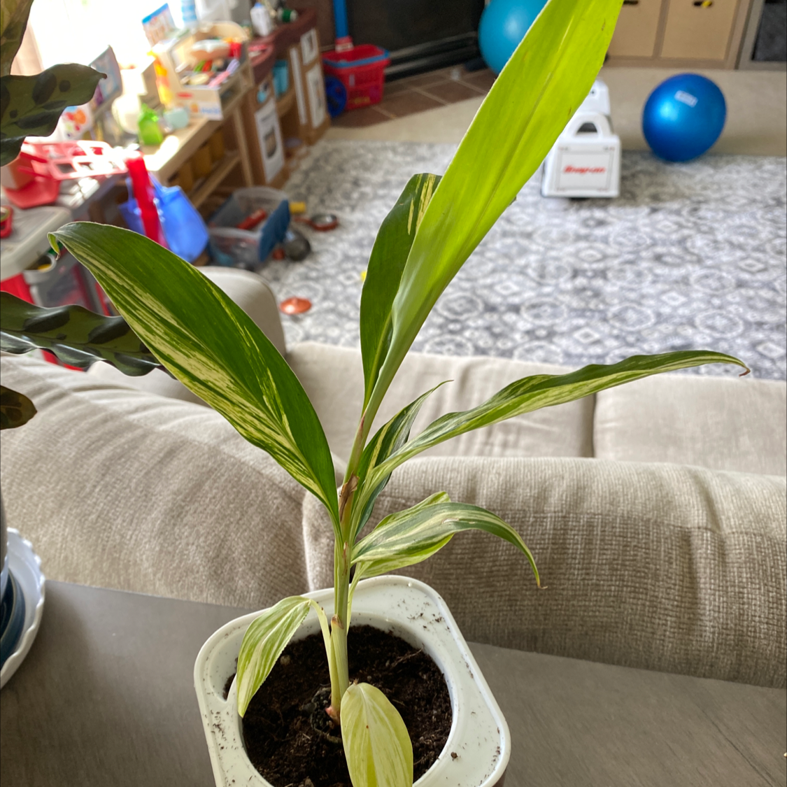 How to Fertilize Your Variegated Shell Ginger