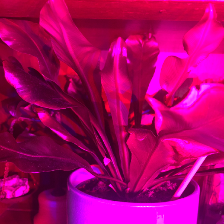 Best Soil For Croton 'petra'