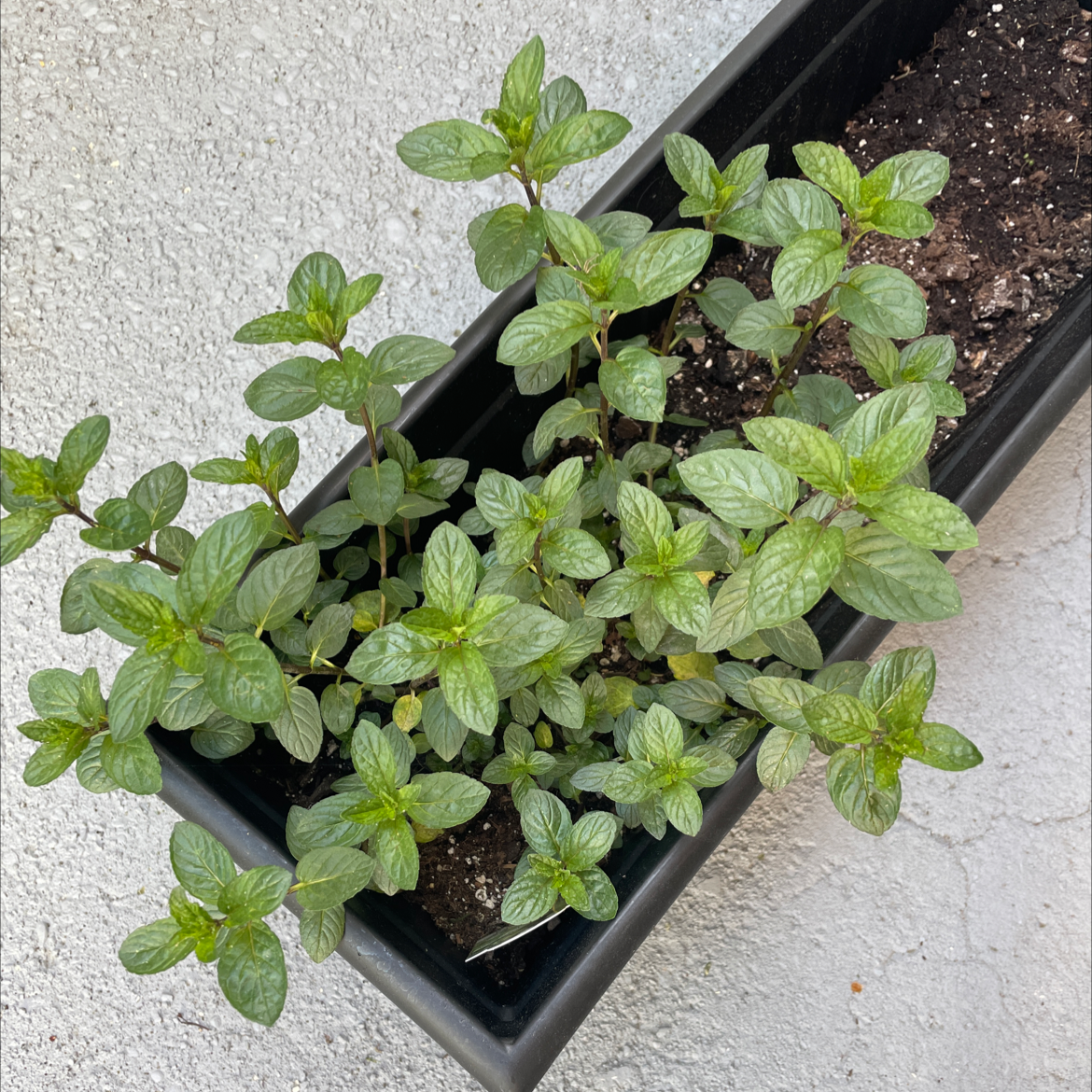 Black Spots on My Peppermint Leaves