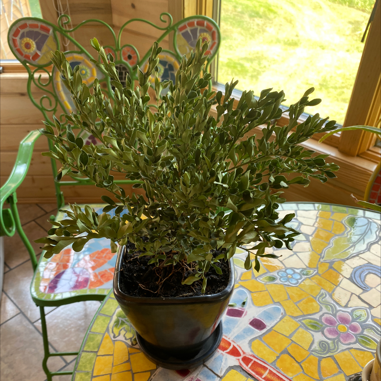 How Do I Fix common boxwood root rot?