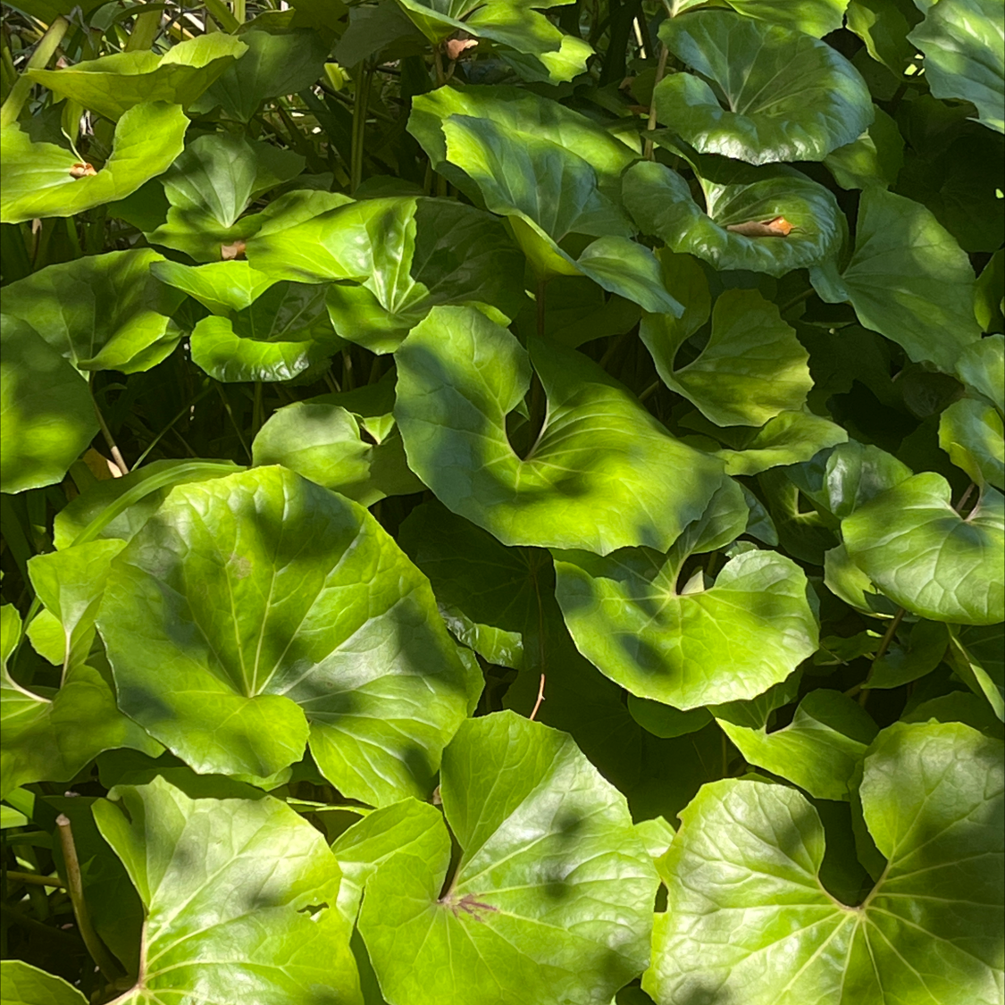 Propagating Leopard Plant: The Ultimate Guide