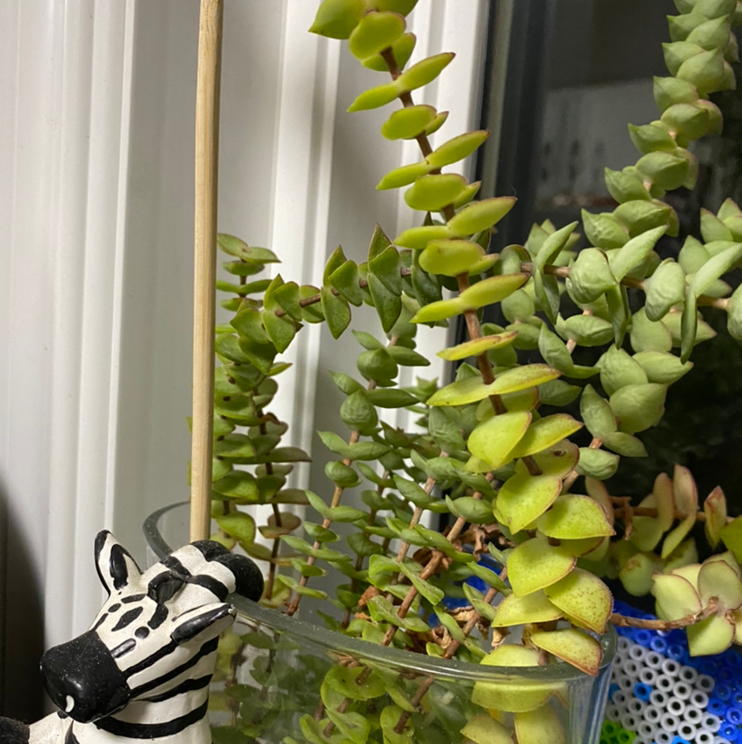 The Complete String of Buttons Plant Care Guide: Water, Light & Beyond