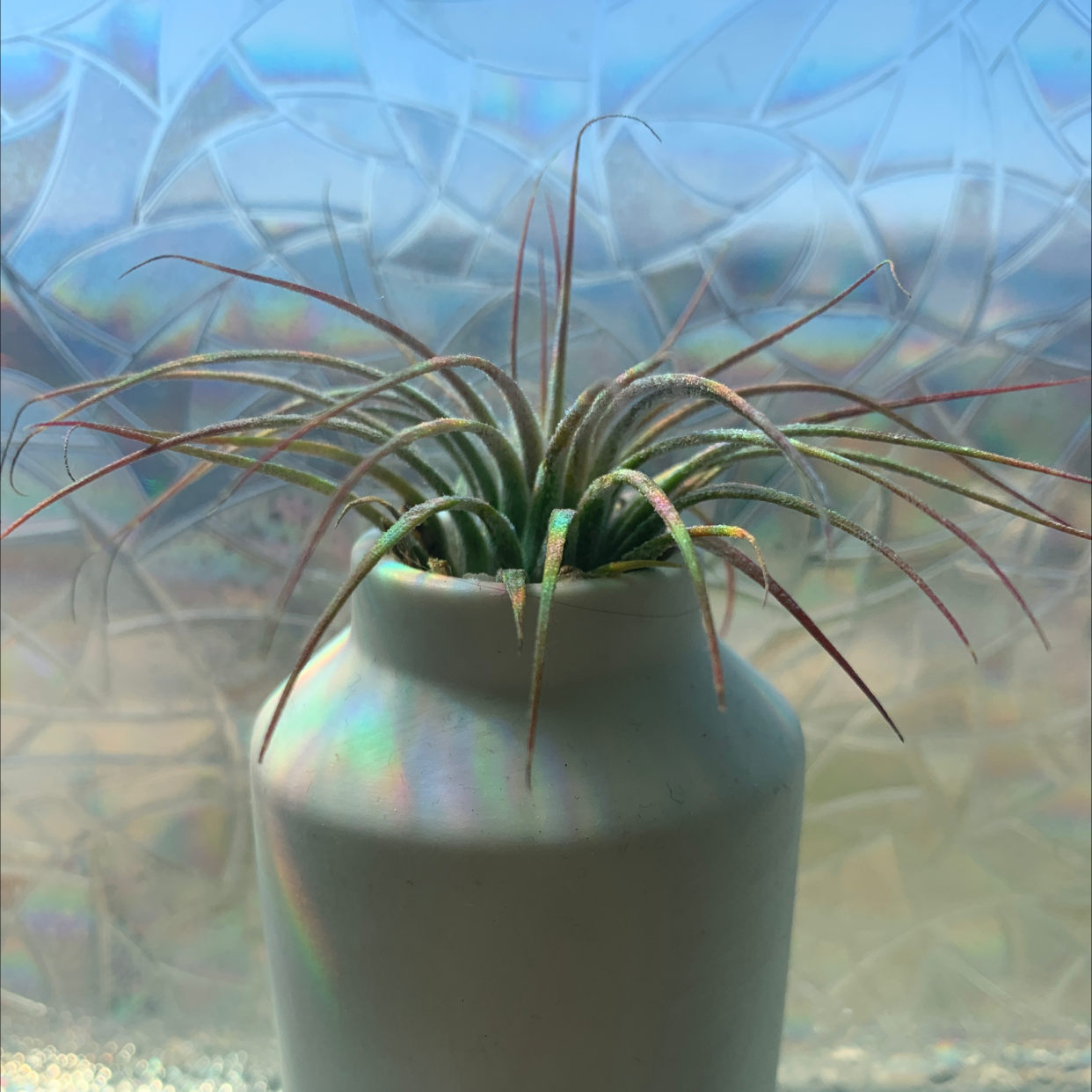 Propagating Blushing Bride Air Plant: Step-by-step Guide 👶