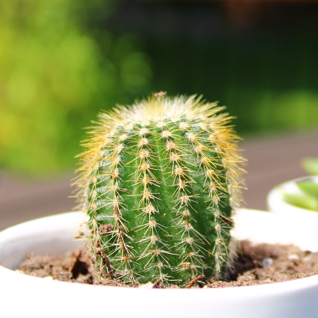 Silver Ball Cactus Plant Care: Water, Light, Nutrients | Greg App 🌱