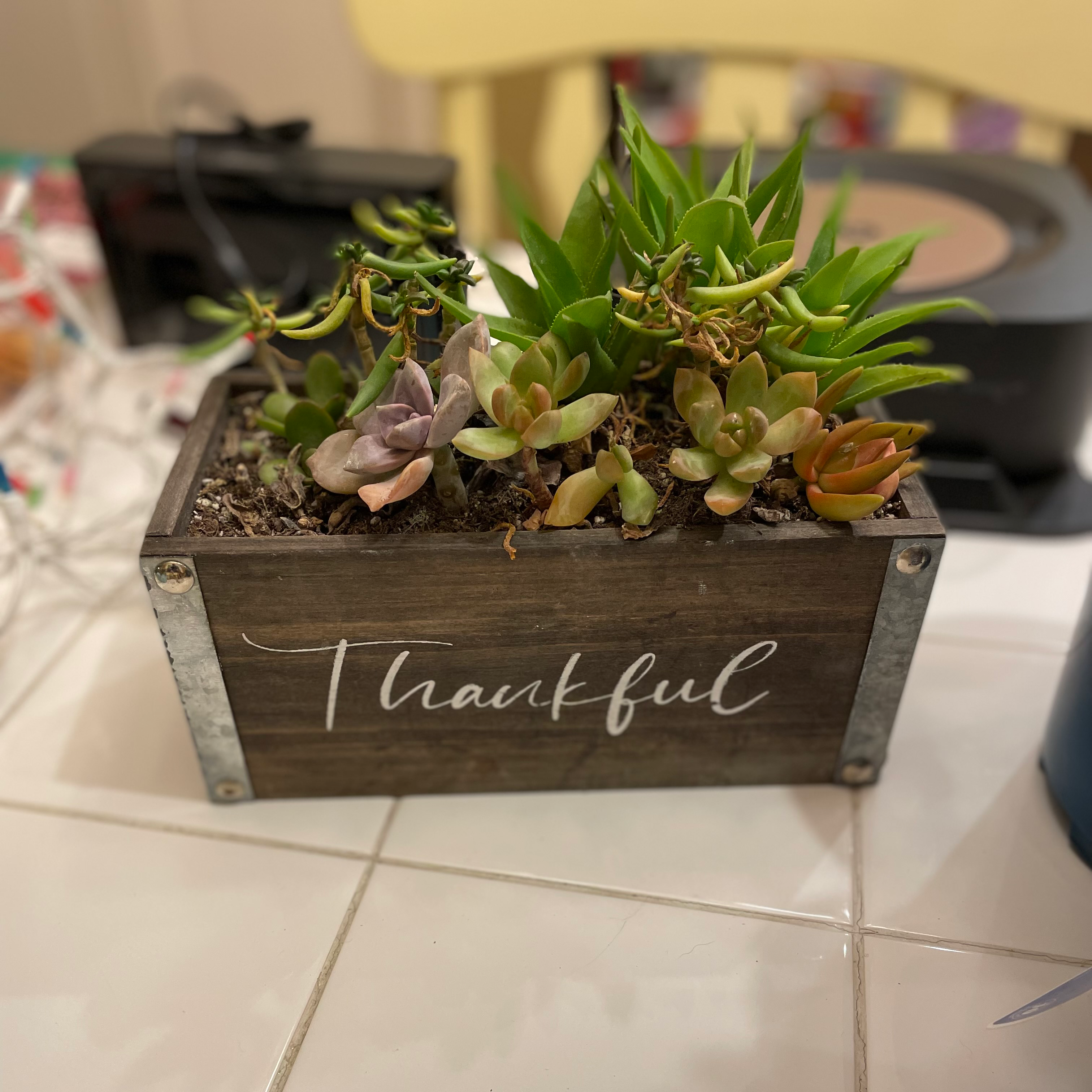 Pearce | A plant by @JferLuvsConifers on Greg