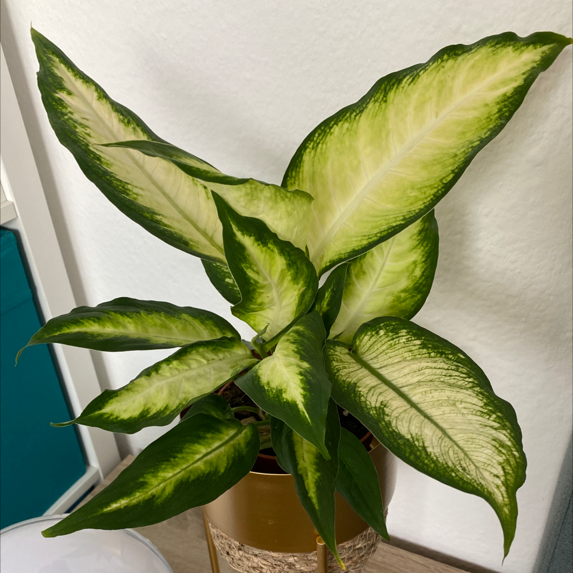 Why Are My Dieffenbachia 'Camille' Leaves Droopy?