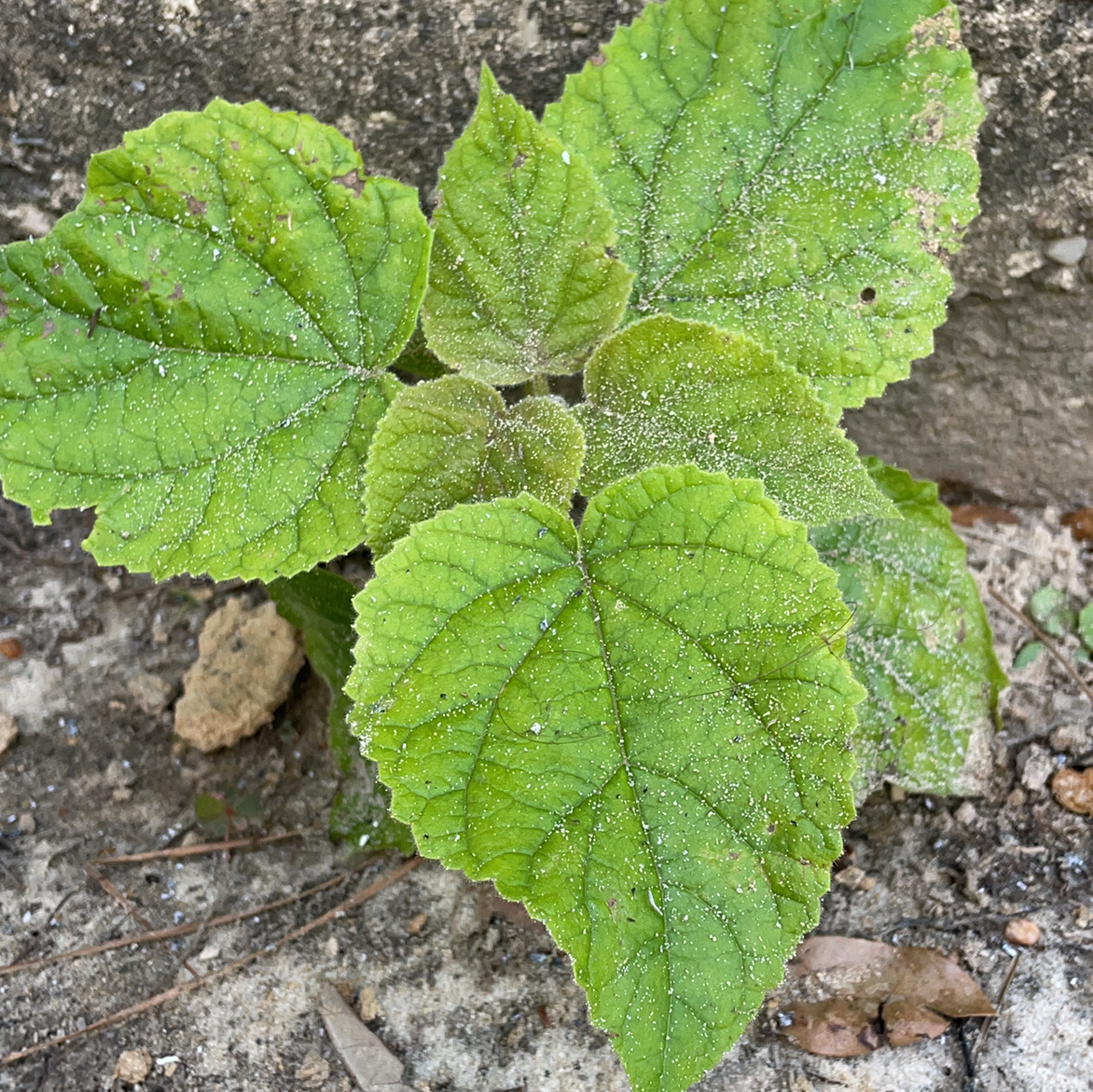 Symbolism and Benefits of the Empress Tree