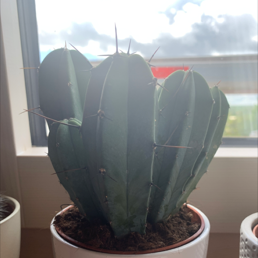 The Complete Blue Myrtle Cactus Plant Care Guide: Water, Light & Beyond