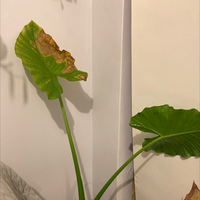 Propagating Your Arrowleaf Elephant Ear: Step-by-Step Guide