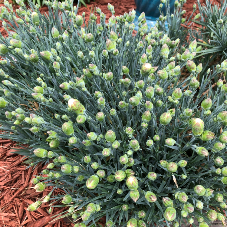 Why Are There Black Spots on My Border Carnation Leaves?