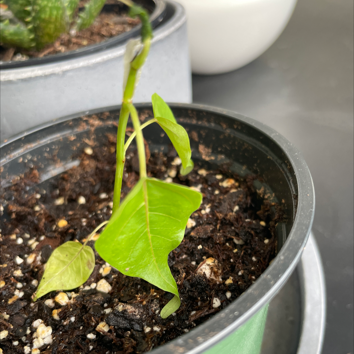 10 Benefits of Having a Bodhi Tree