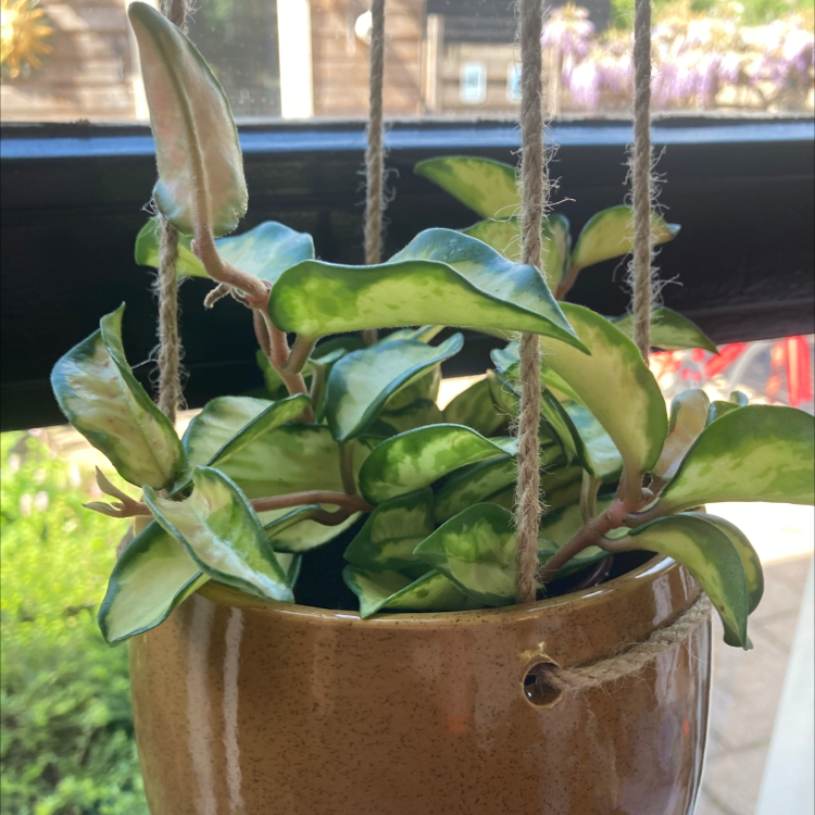 Variegated Hoya Carnosa 'Compacta' Temperature