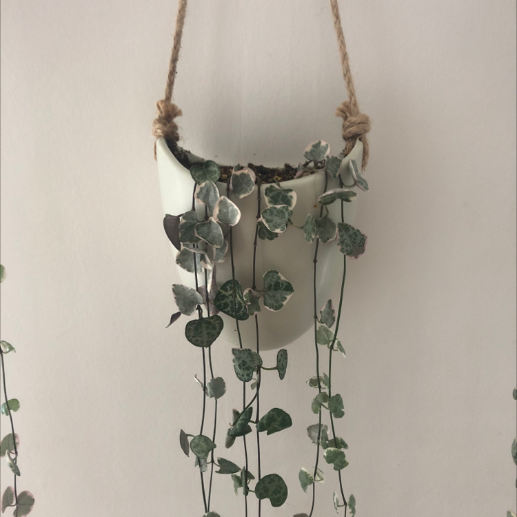 The Complete String of Needles Plant Care Guide: Water, Light & Beyond