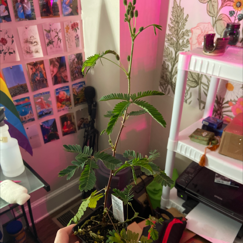 Soil Recommendations for Sensitive Plant