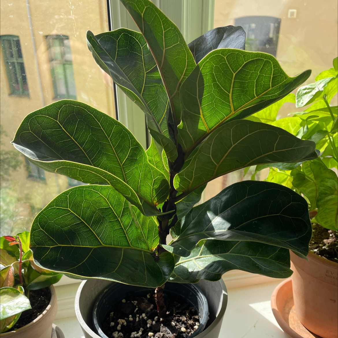 Dwarf Fiddle Leaf Fig - Ultimate Guide to Fertilizing