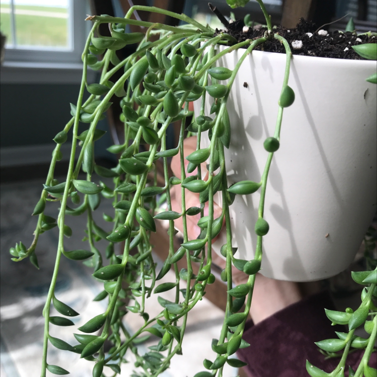 🐛 Why Are There Black Spots on My String of Bananas Leaves?