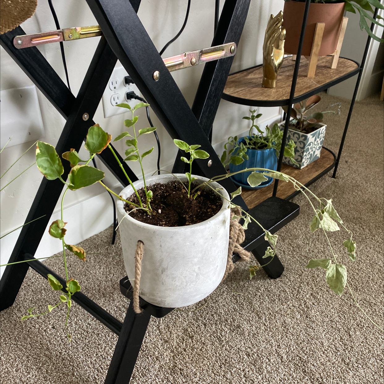 Variegated Vinca Vine Root Rot Solutions