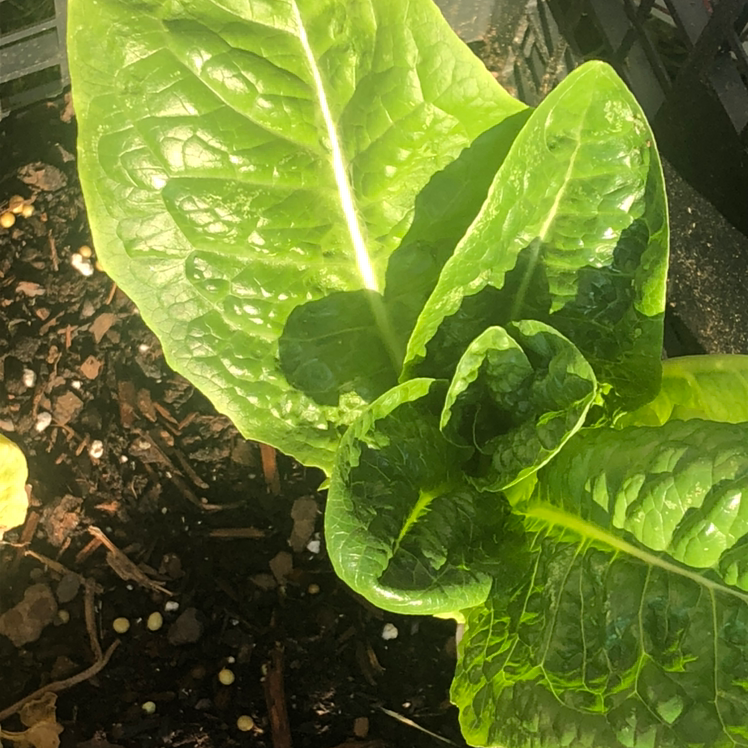 Am I Starving My Garden Lettuce? Fertilizing 101