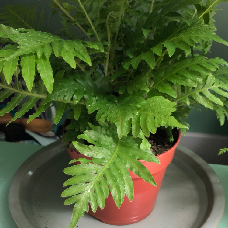 Black Spots on My Silver Lady Fern Leaves
