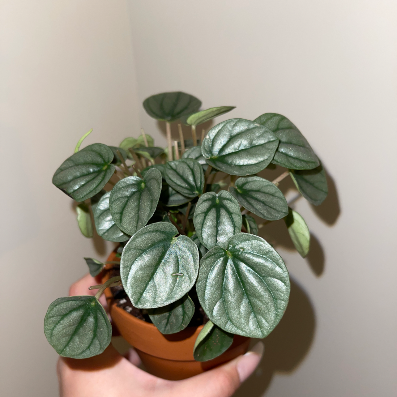 Personalized Peperomia 'Little Toscani' Care: Water, Light, Nutrients ...