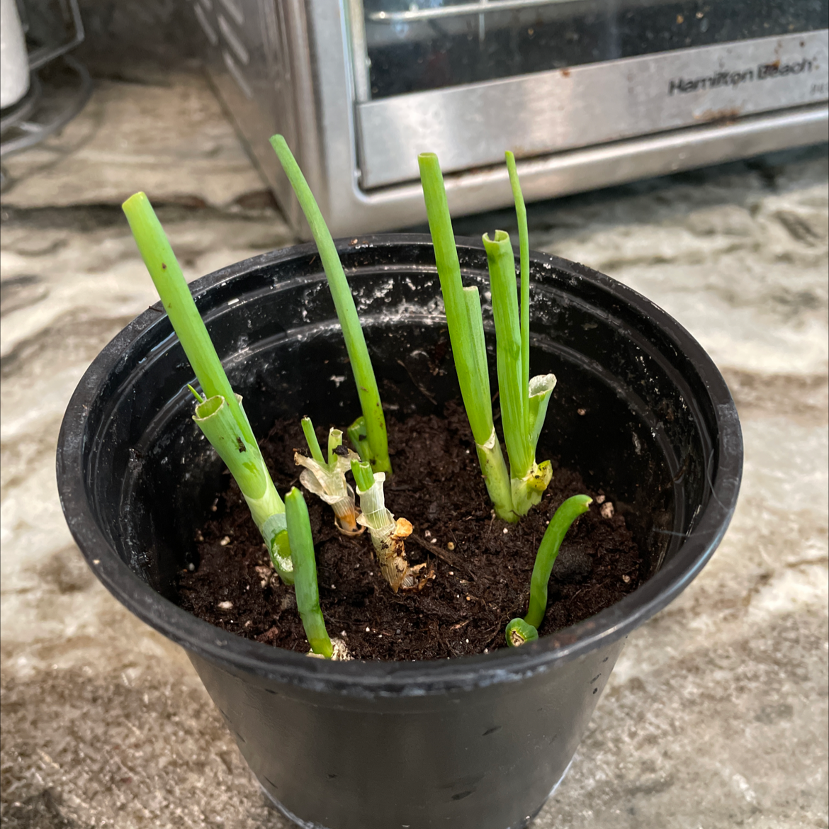 What Are The Bugs on My Long Green Onion? 🐛