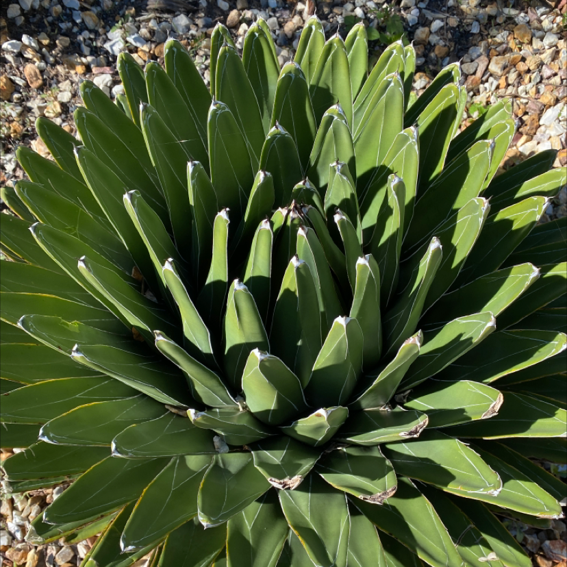🌞 Is Direct Sunlight Good for My Queen Victoria Agave?