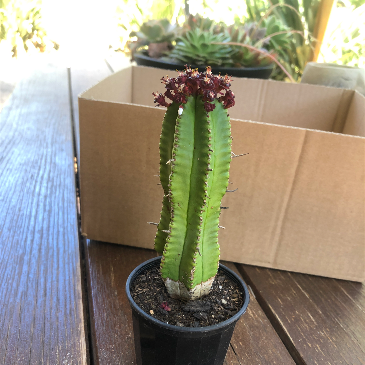What Do Gymnocalycium stenopleurum Flowers Mean?