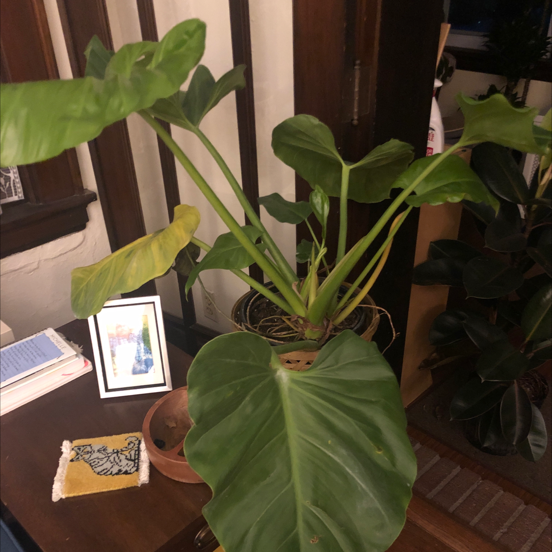 Elephant Ear Philodendron - Ultimate Guide to Fertilizing