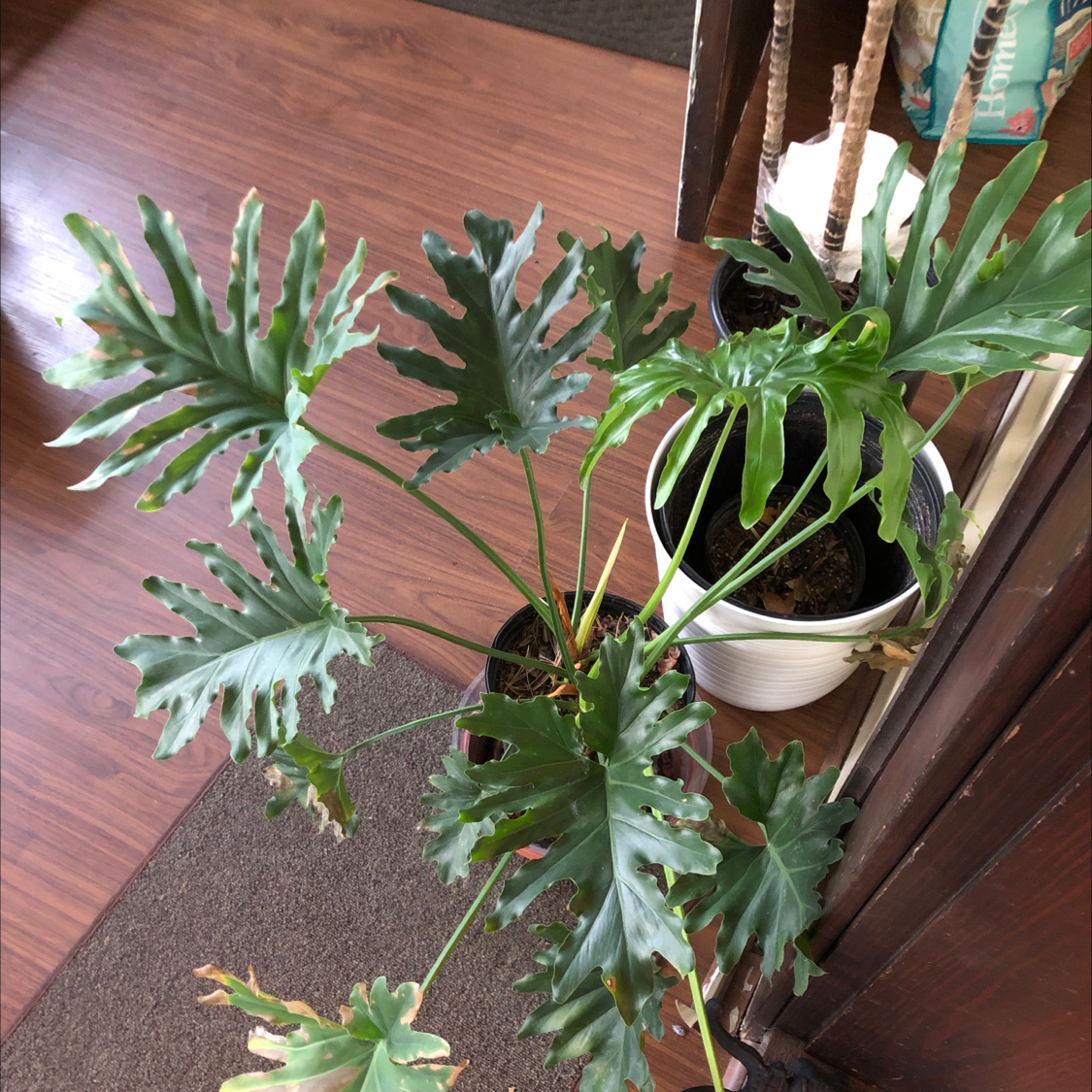 Split Leaf Philodendron Root Rot Solutions