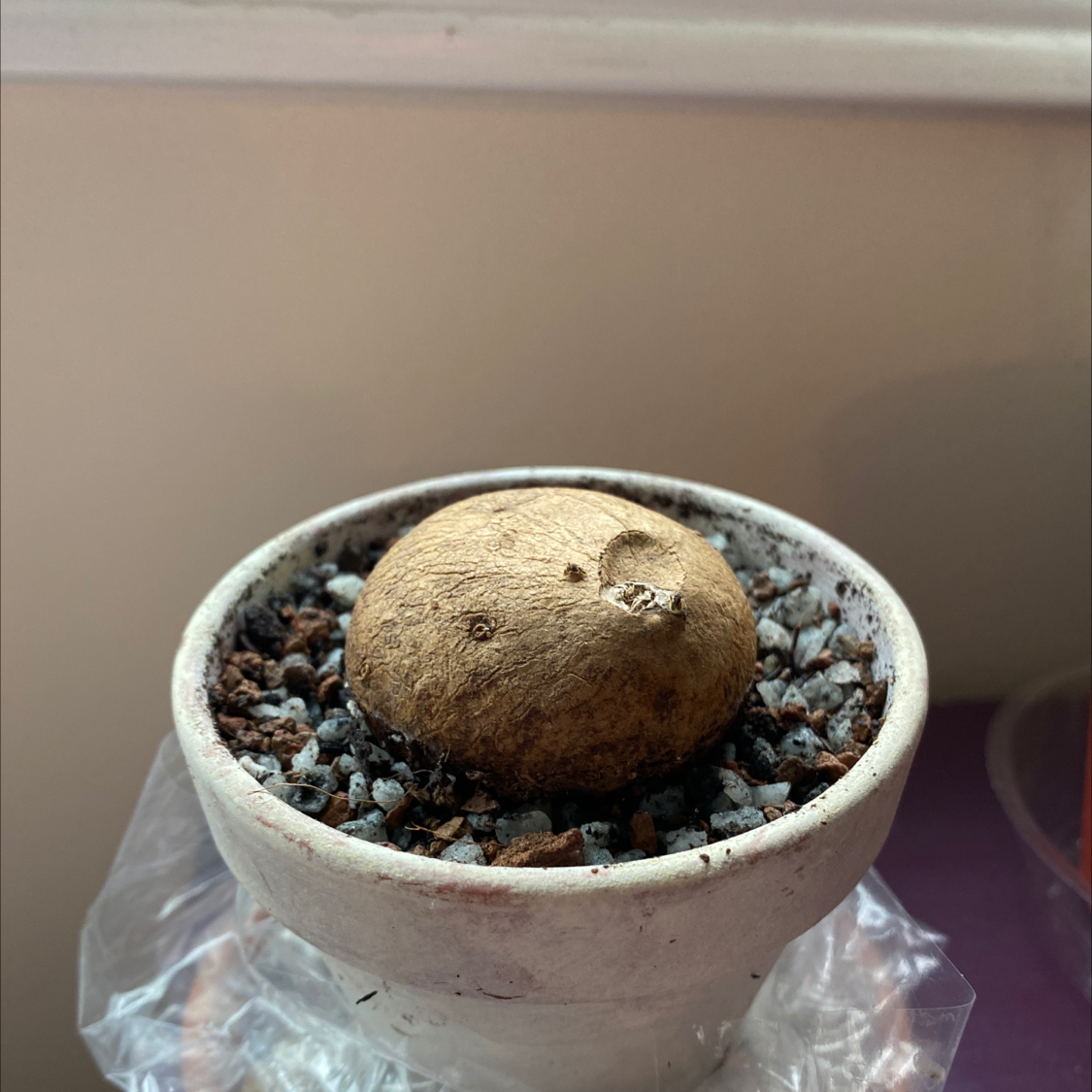 How Can You Tell If A Stephania erecta Is Dying?