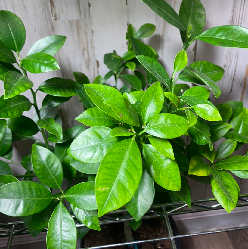 🐛 What To Do About Bugs on My Orange Tree?