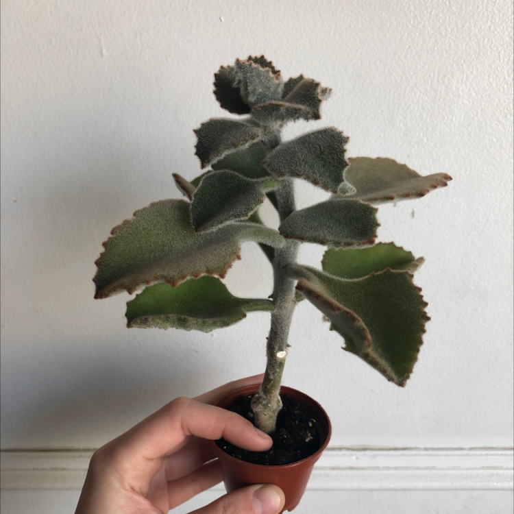 🌡 What Is A Good Temperature Range For My Felt Bush?